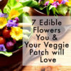 7 Edible Flowers You & Your Veggie Patch Will Love - The Healthy Patch