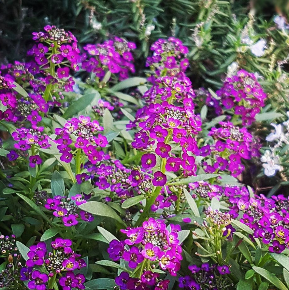 7 Edible Flowers You & Your Veggie Patch Will Love - The Healthy Patch