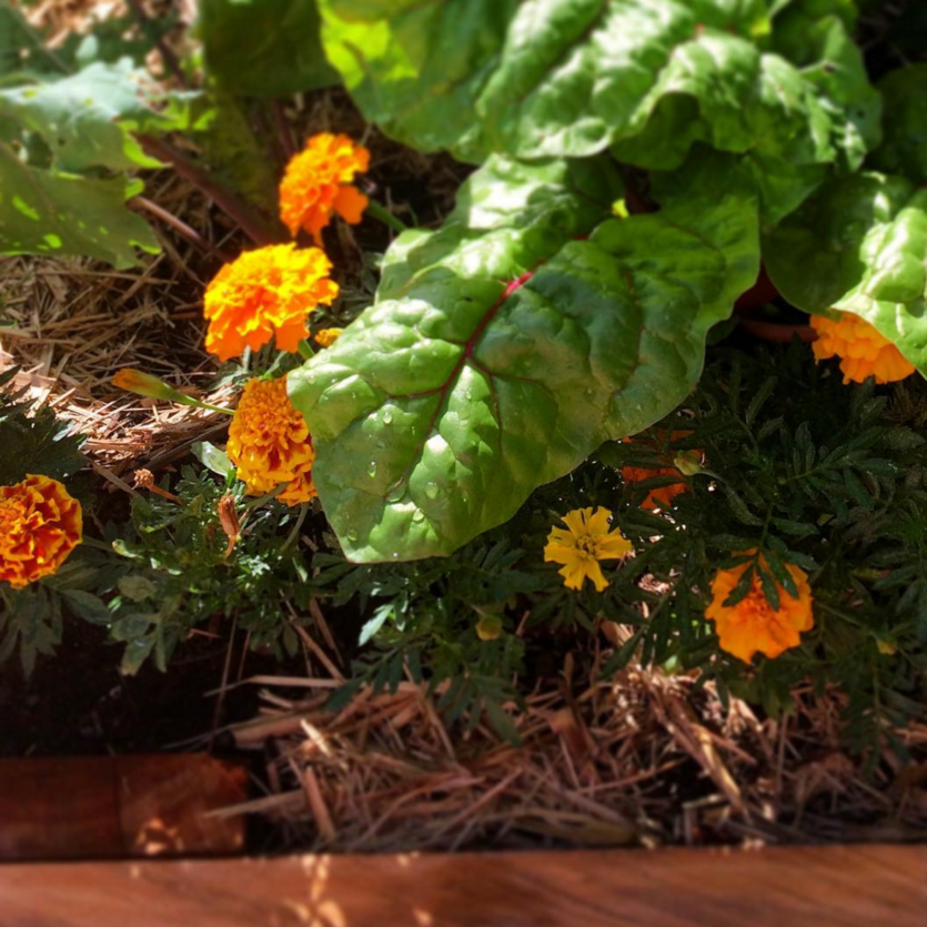 7 Edible Flowers You & Your Veggie Patch Will Love - The Healthy Patch