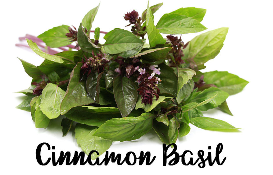 7 Types of Incredible Basil You Can Grow + Their Different Benefits ...