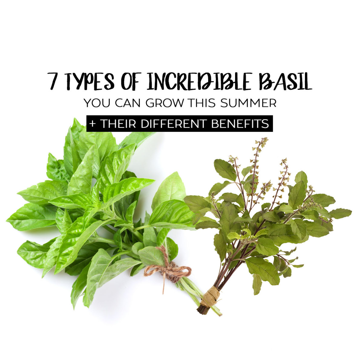 7 Types of Incredible Basil You Can Grow + Their Different Benefits ...