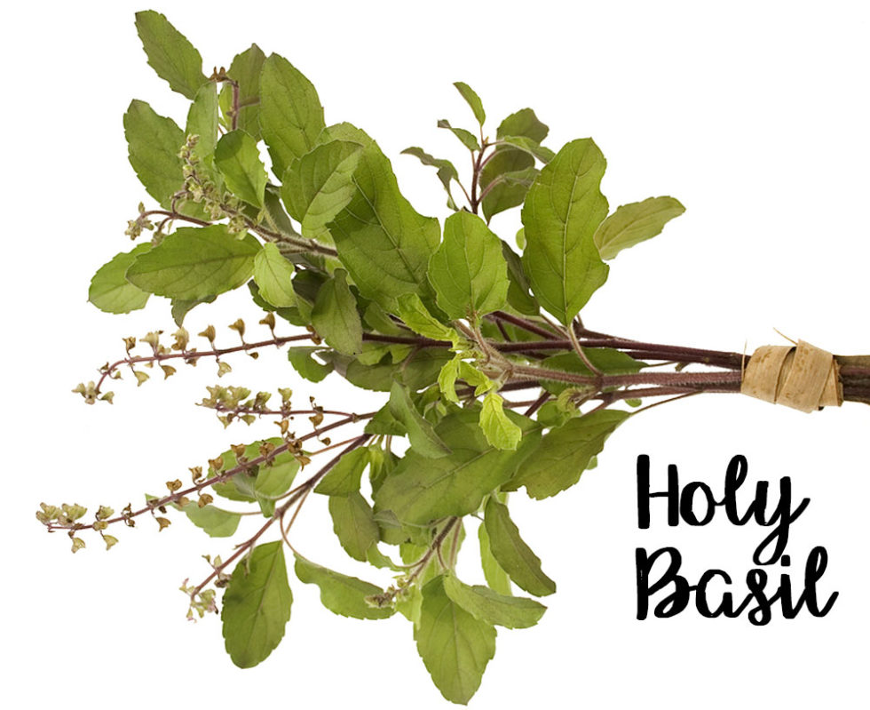 7 Types of Incredible Basil You Can Grow + Their Different Benefits ...