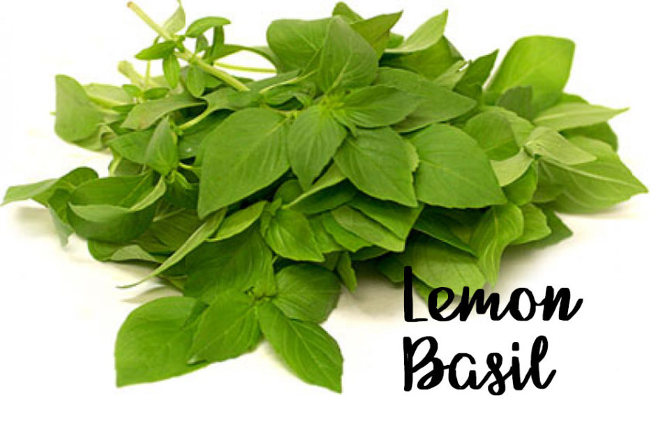 7 Types of Incredible Basil You Can Grow + Their Different Benefits ...