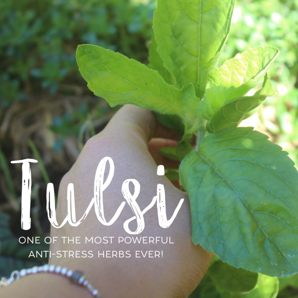Tulsi - One of the most powerful anti-stress herbs ever! - The Healthy ...