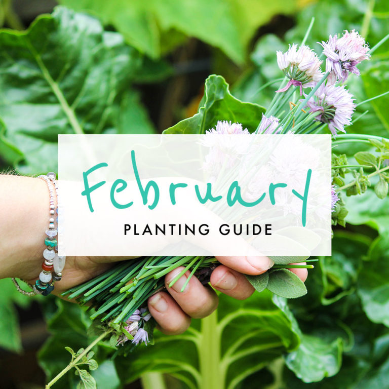 February Edible Planting Guide – Australia Wide - The Healthy Patch