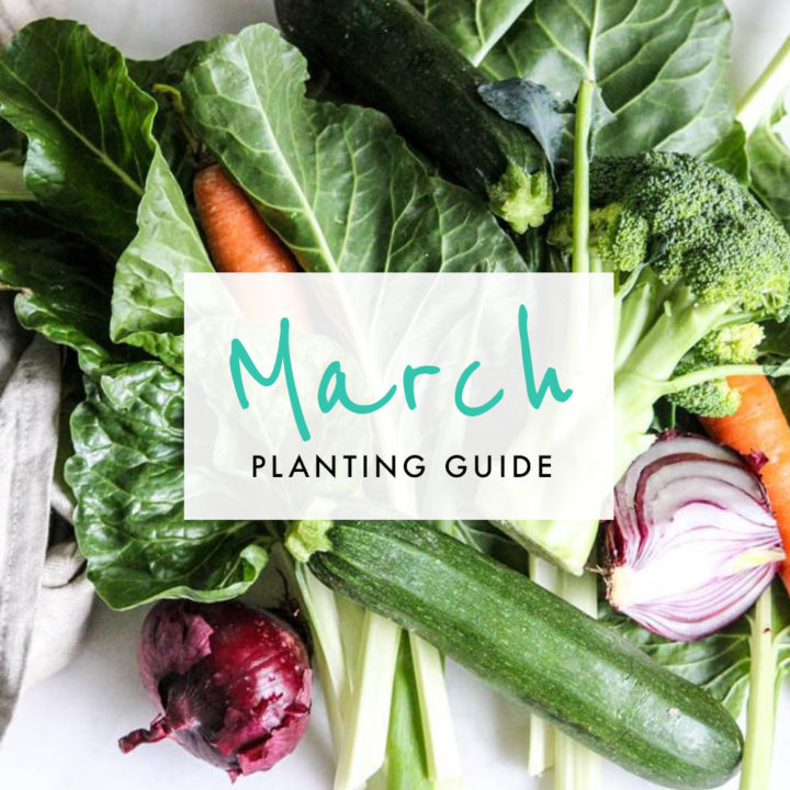 March Edible Planting Guide - Australia Wide - The Healthy Patch