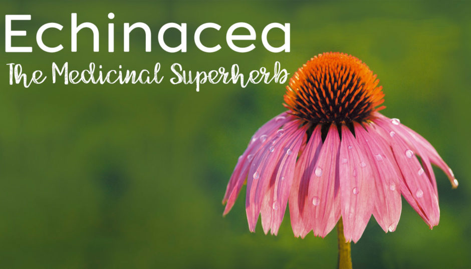 Why you & your garden will LOVE Echinacea - The Medicinal Superherb ...