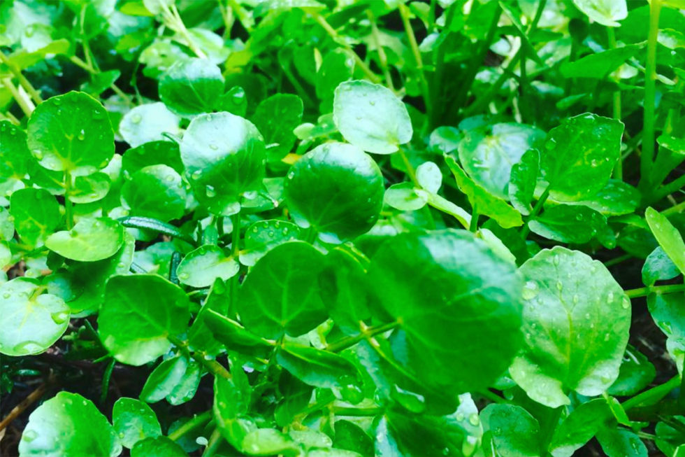 IncrEdible Spotlight - Watercress - The Healthy Patch