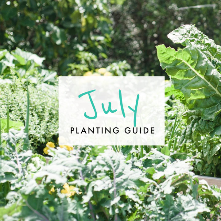 July Edible Planting Guide - Australia Wide - The Healthy Patch